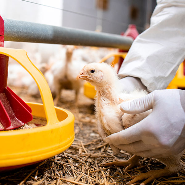 Sectors – Oxi-Tech